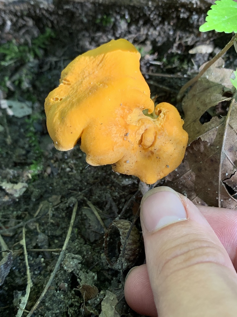 Cantharellus flavolateritius in September 2021 by Emma Loomis-Amrhein ...