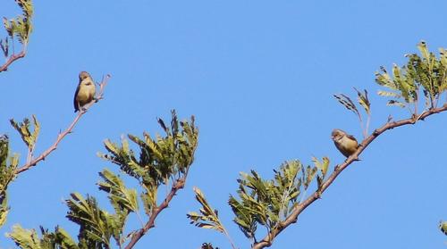 Subspecies Anthoscopus caroli caroli · iNaturalist
