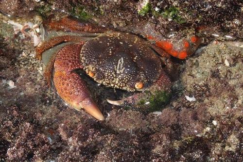 Red-eyed Reef Crab (Eriphia smithii) · iNaturalist