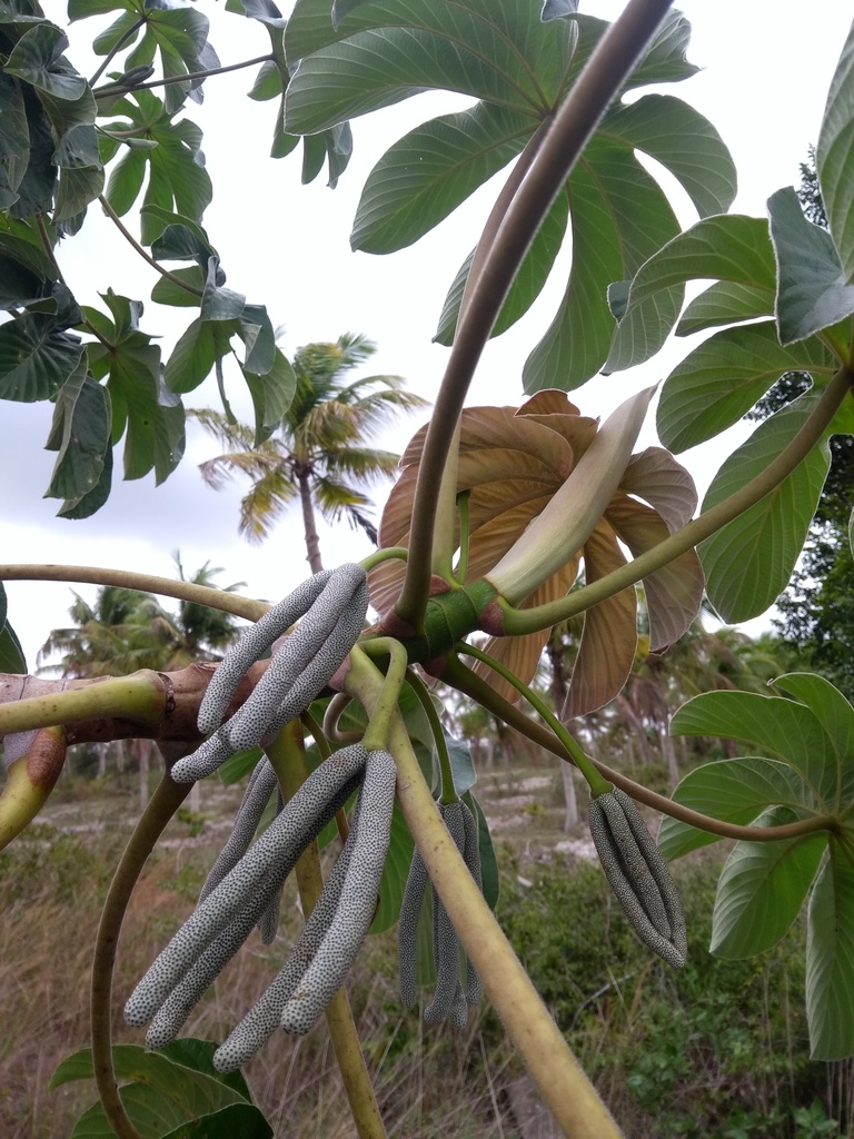 Embaúba-branca (Flora Campestre dos Campos Gerais) · iNaturalist
