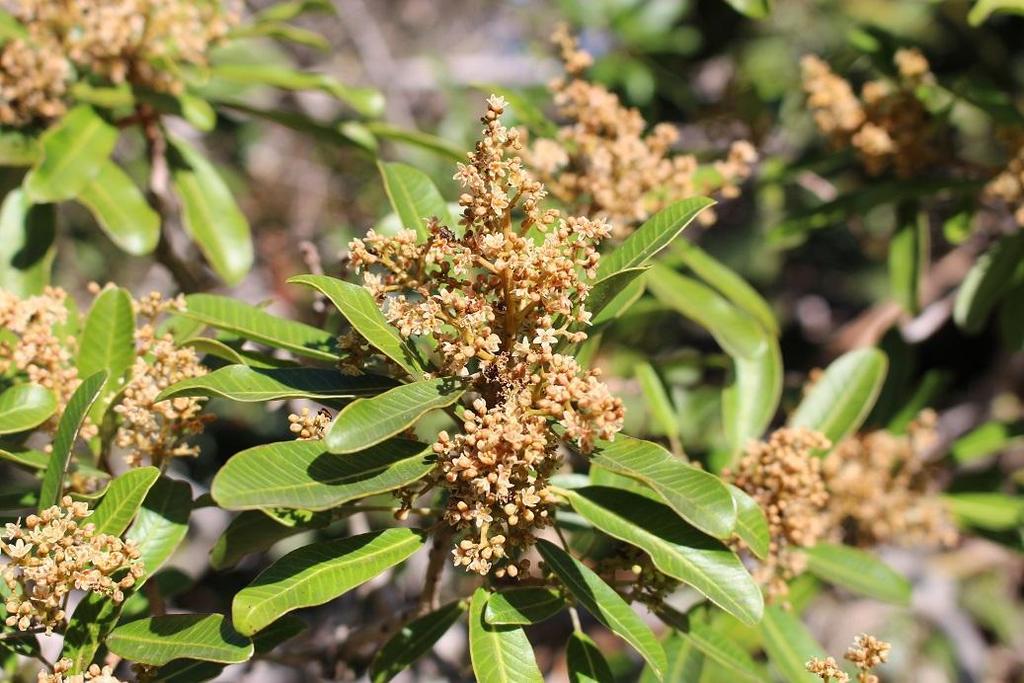 Red beech (Enseleni Nature Reserve - Plants) · iNaturalist