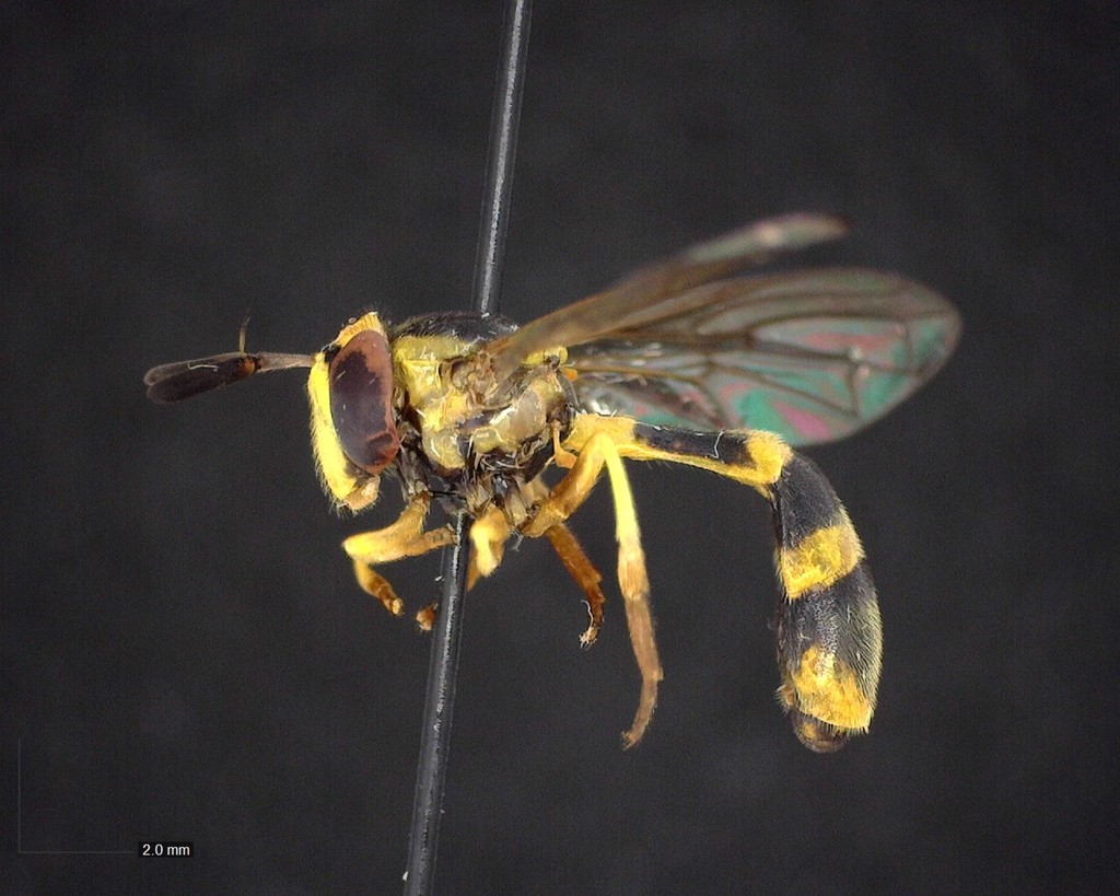 Fattig's Ant Fly from Abrams Creek 2021 Bioblitz Malaise on June 27 ...