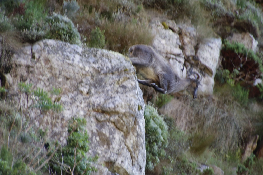 Himalayan Tahr from Twelve Apostles upper section Intake Ravine to ...