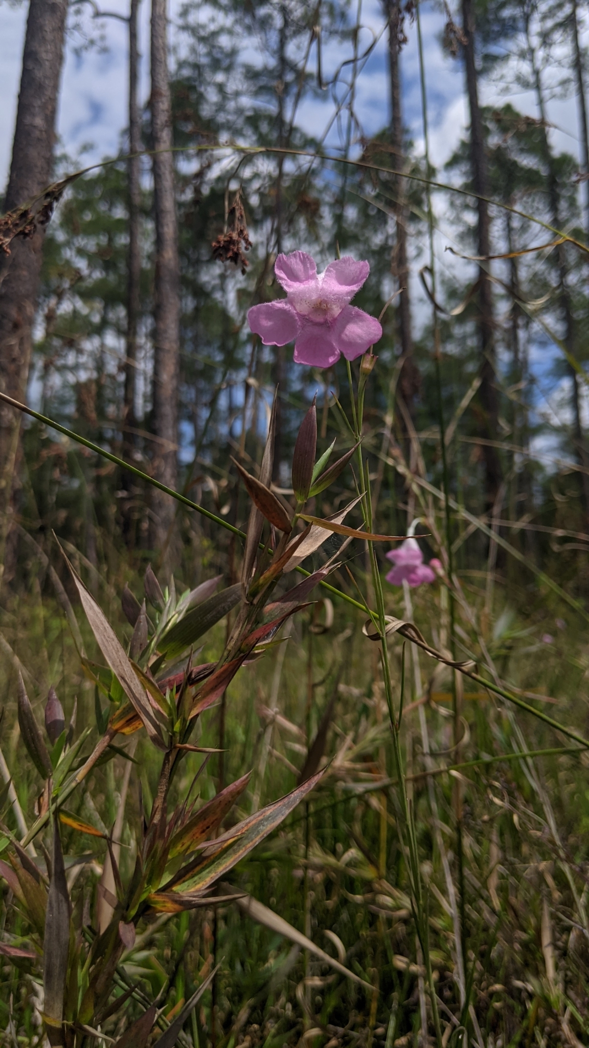 Agalinis linifolia (Nutt.) Britton