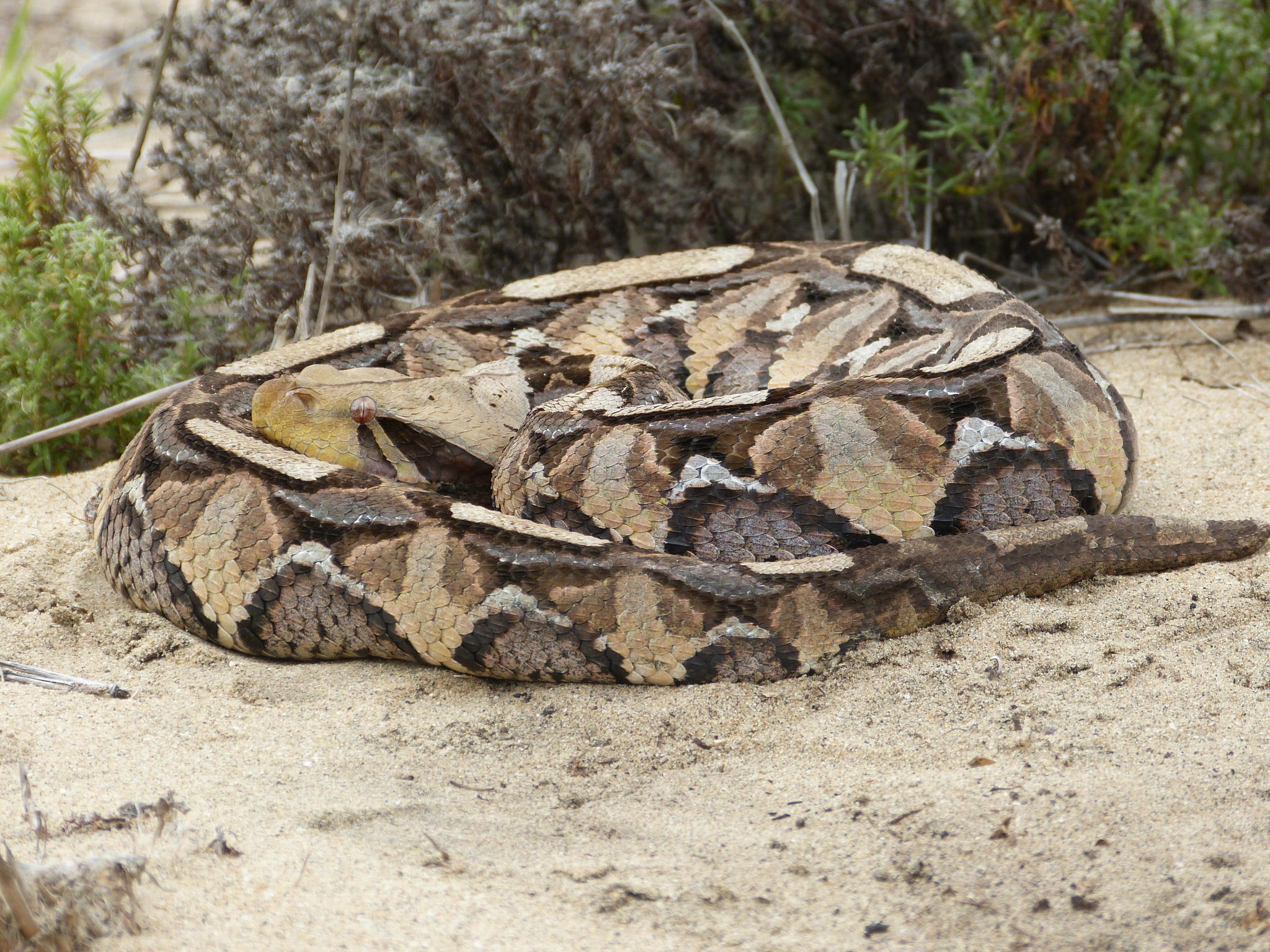 Gaboon Viper Snake Wallpaper