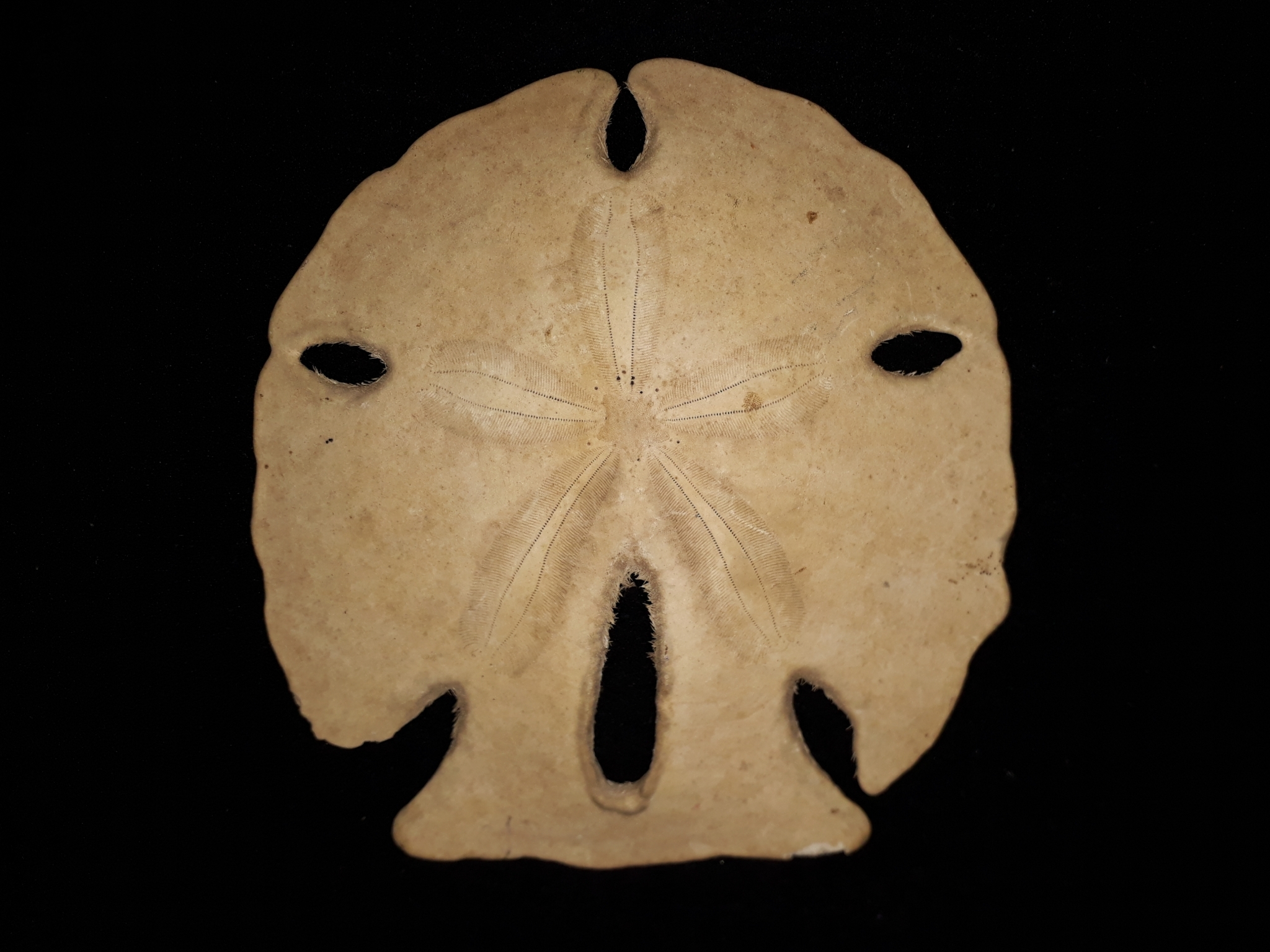 Encope emarginata (Leske, 1778)