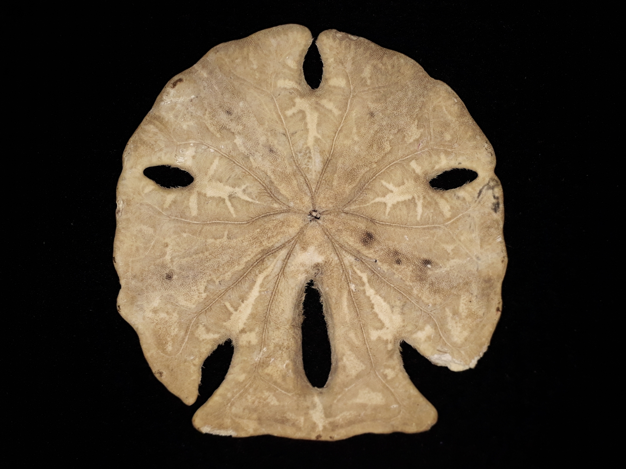 Encope emarginata (Leske, 1778)