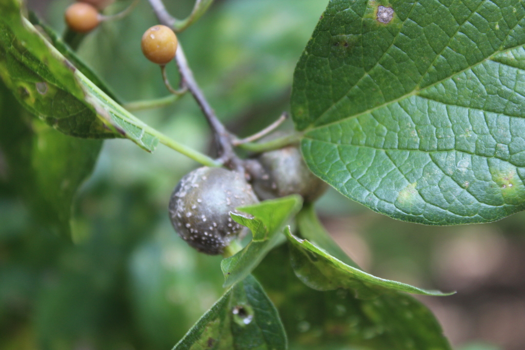 Hackberry Petiole Gall Psyllid from Heritage Park, 411 Ball St ...