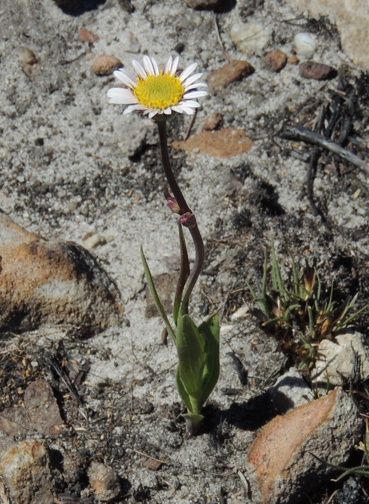 (Afroaster nubimontis) - Botanical Realm