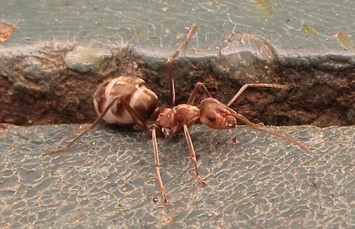 Pallid Pugnacious ant (Flies, Ants, Wasps and Bees of the Mfolozi River ...