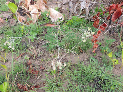 Afrosciadium afrum · iNaturalist