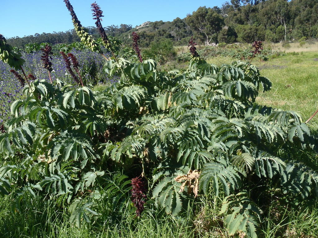 Cape honey flower from Fynbos Estate, Malmesbury on October 10, 2014 by ...
