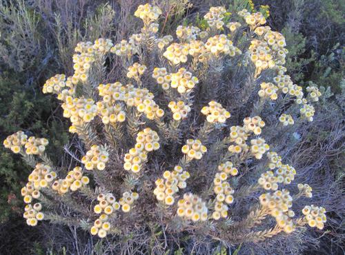 Syncarpha chlorochrysum · iNaturalist