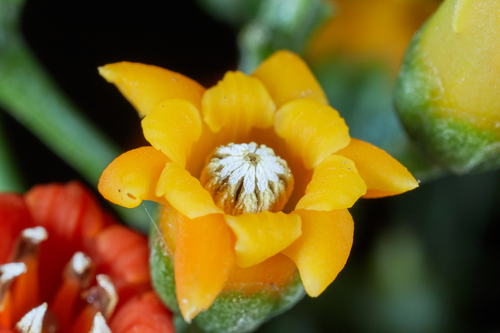 Bonellia montana · iNaturalist