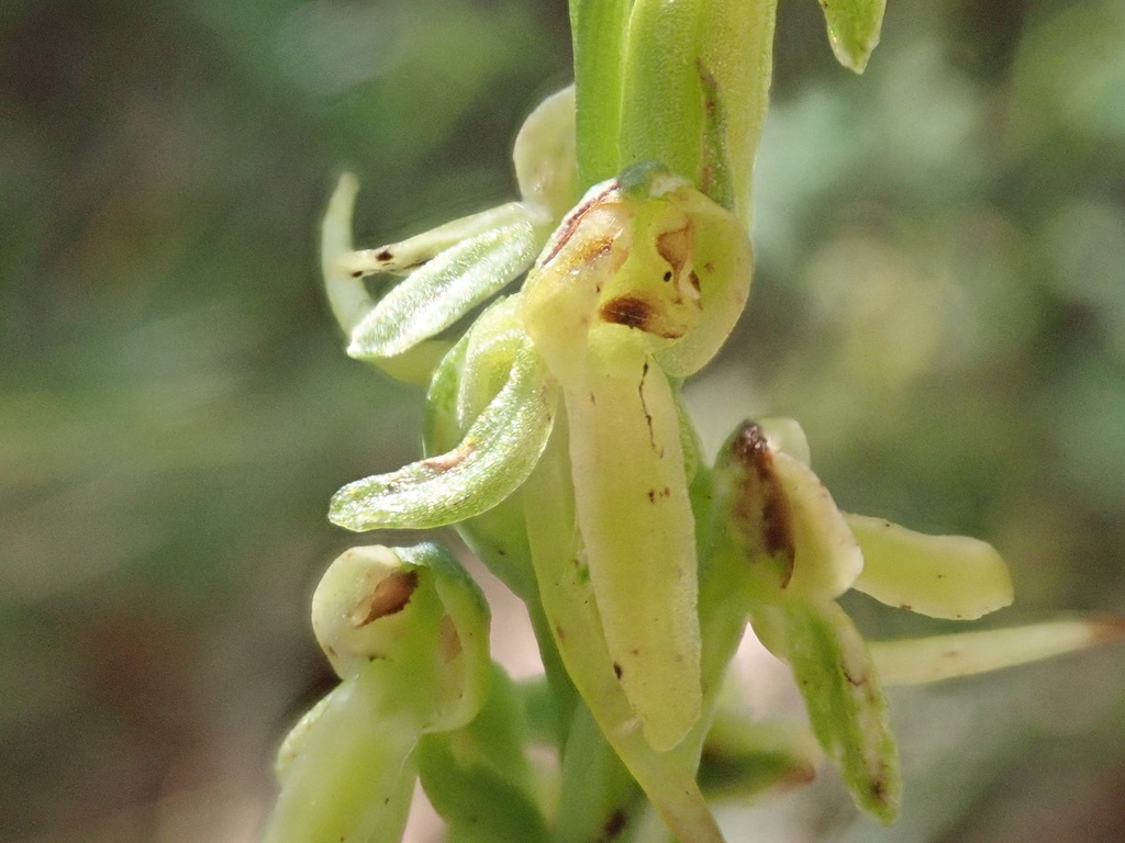 Short flowered bog orchid from Grant County, NM, USA on August 29, 2021 ...