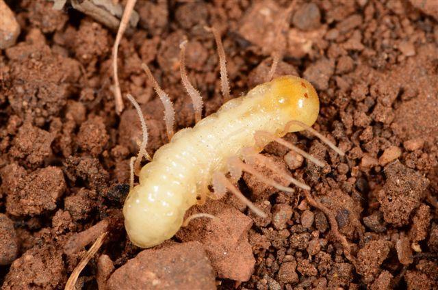 Rhyncomya from Irene Veld -Opposite Gem Village: up on side of Koppie ...