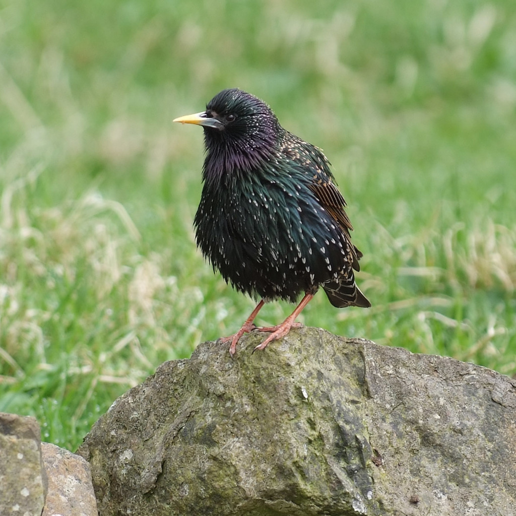 Faroe Starling (Sturnus vulgaris faroensis) - Avian Discovery