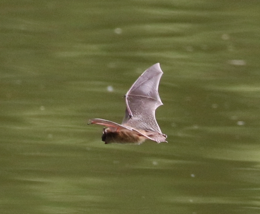 Yuma Myotis (Myotis yumanensis) - Know Your Mammals