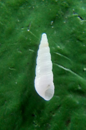 Cingulina pulchra · iNaturalist