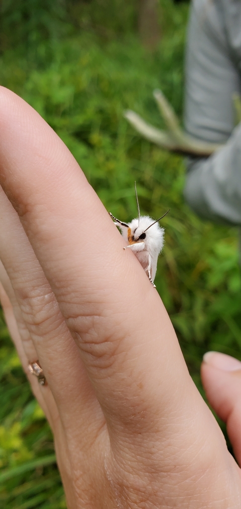 Virginian Tiger Moth from Little Menomonee Parkway, Milwaukee, WI 53225 ...