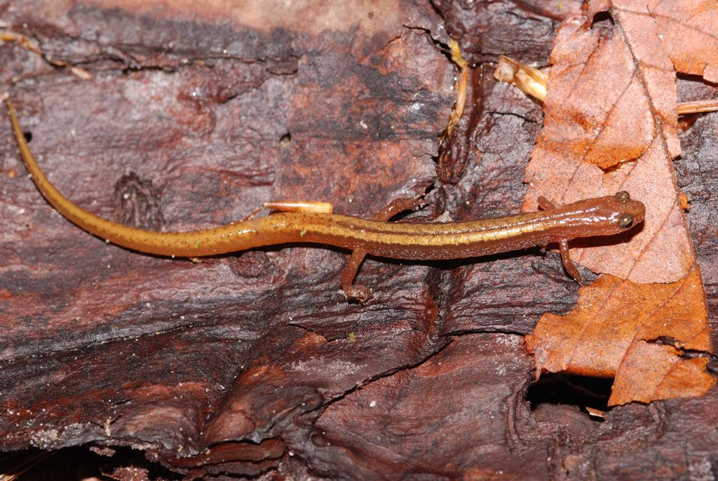 Western Dwarf Salamander from Natchitoches Parish, LA, USA on April 18 ...