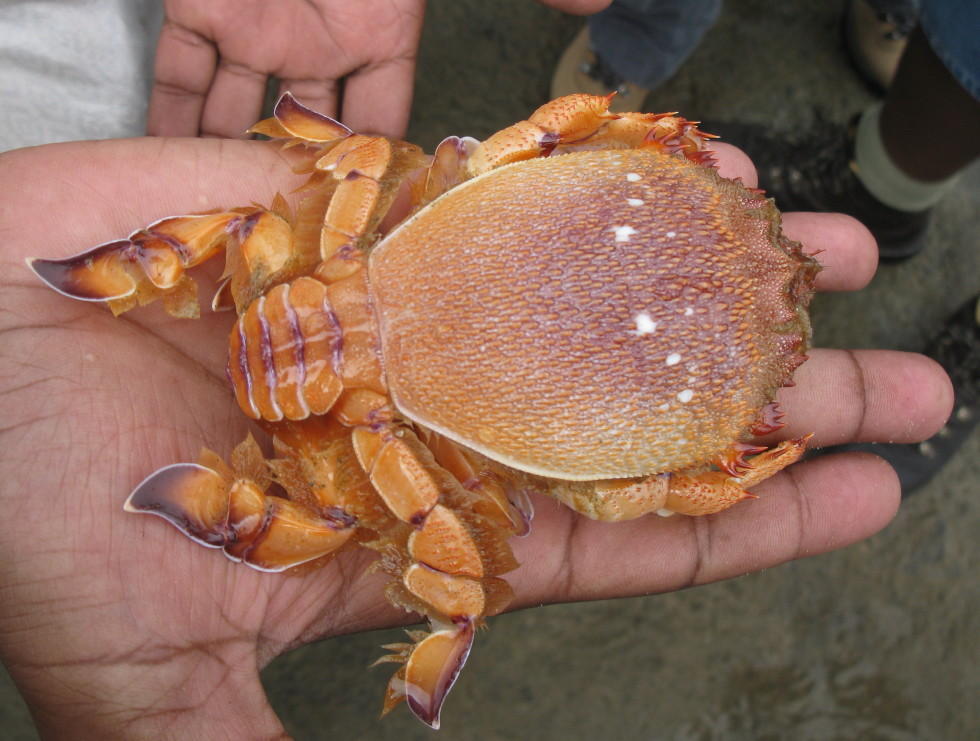 Ranina ranina (Linnaeus, 1758)