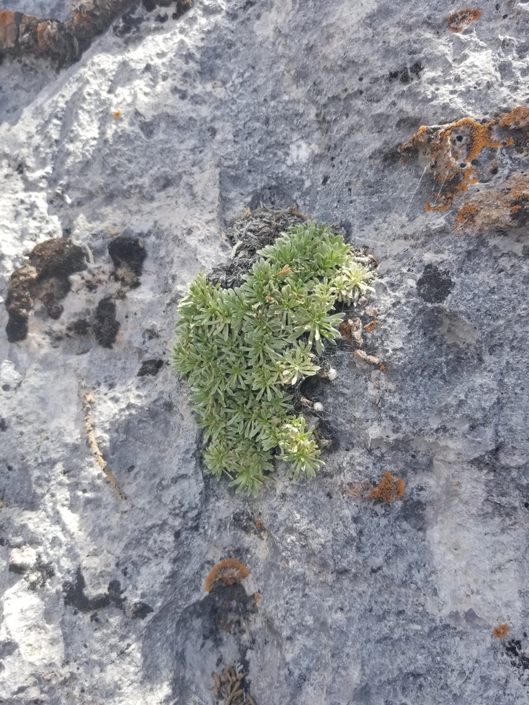 mat rock spiraea from Nye County, US-NV, US on June 05, 2021 at 03:07 ...