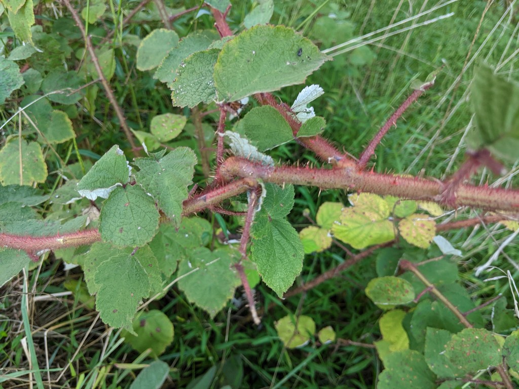 wineberry from Frederick, Virginia, United States on September 6, 2021 ...