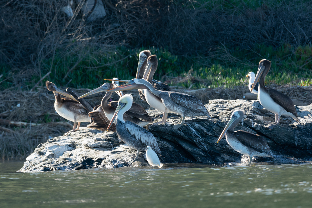 Peruvian Pelican from Desembocadura Río Mataquito on September 4, 2021 ...
