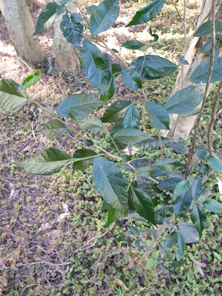 whalebone tree in September 2021 by nswanson_ecp · iNaturalist
