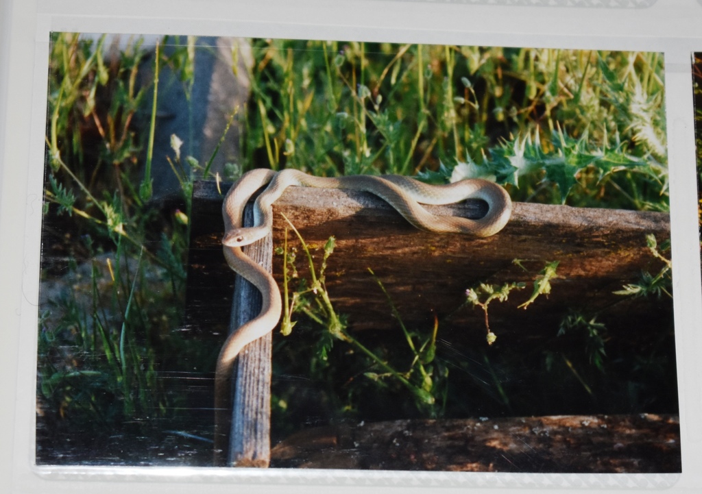 Western Yellow-bellied Racer from El Dorado Hills Business Park, CA ...