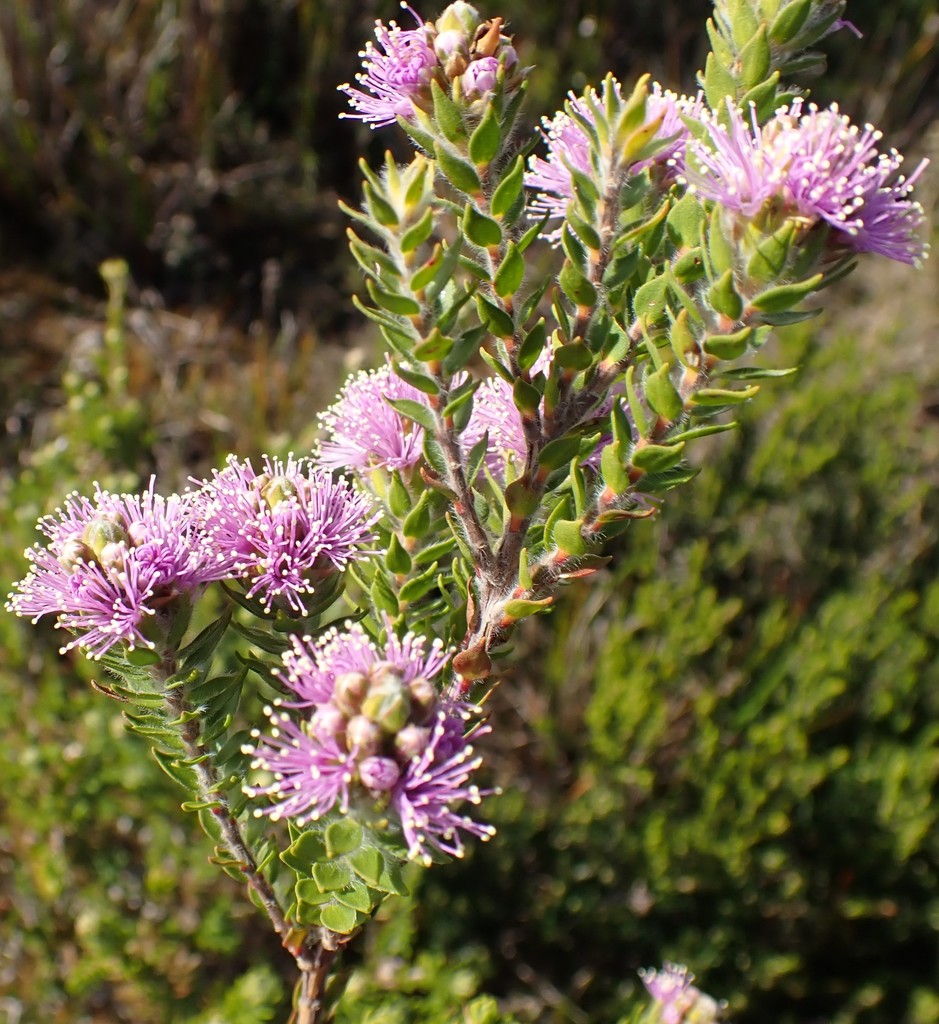 swamp honey-myrtle from Nelson Bay TAS 7330, Australia on August 28 ...
