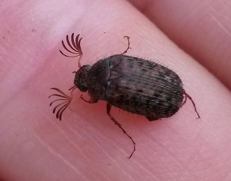 Southern Forest Chafers from Warrens on October 28, 2014 by Sally Adam ...