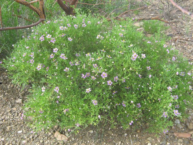 Linear Fagg from Farm Kyffhäuser, Maltahöhe, Namibia on March 3, 2009 ...