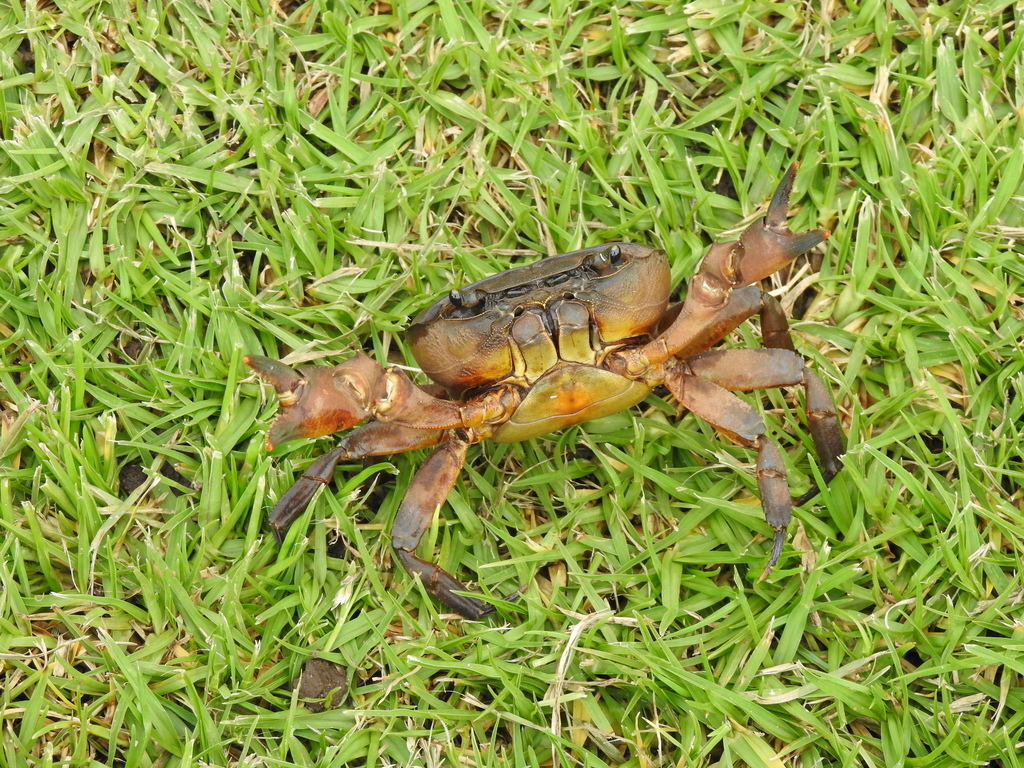 Western Cape River Crab from Wynberg NU (2), Cape Town, 7824, South ...
