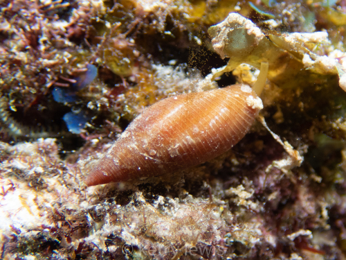 バルバドスフデガイ (Probata barbadensis)