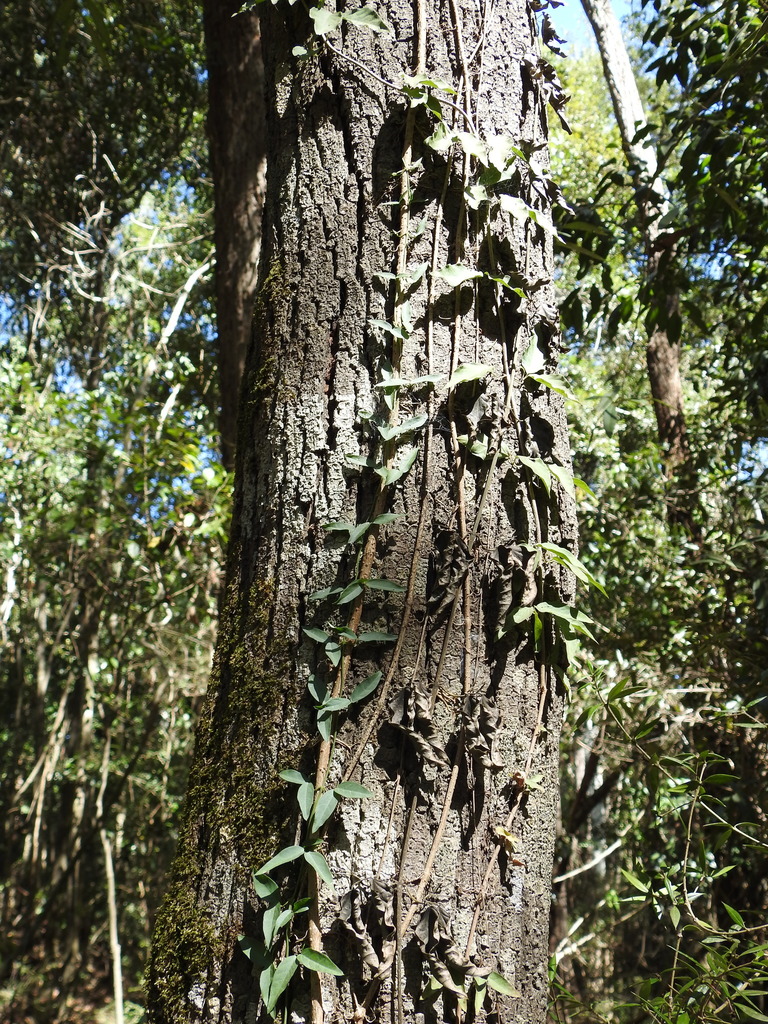Catclaw vine from Tuan Forest QLD 4650, Australia on September 7, 2021 ...