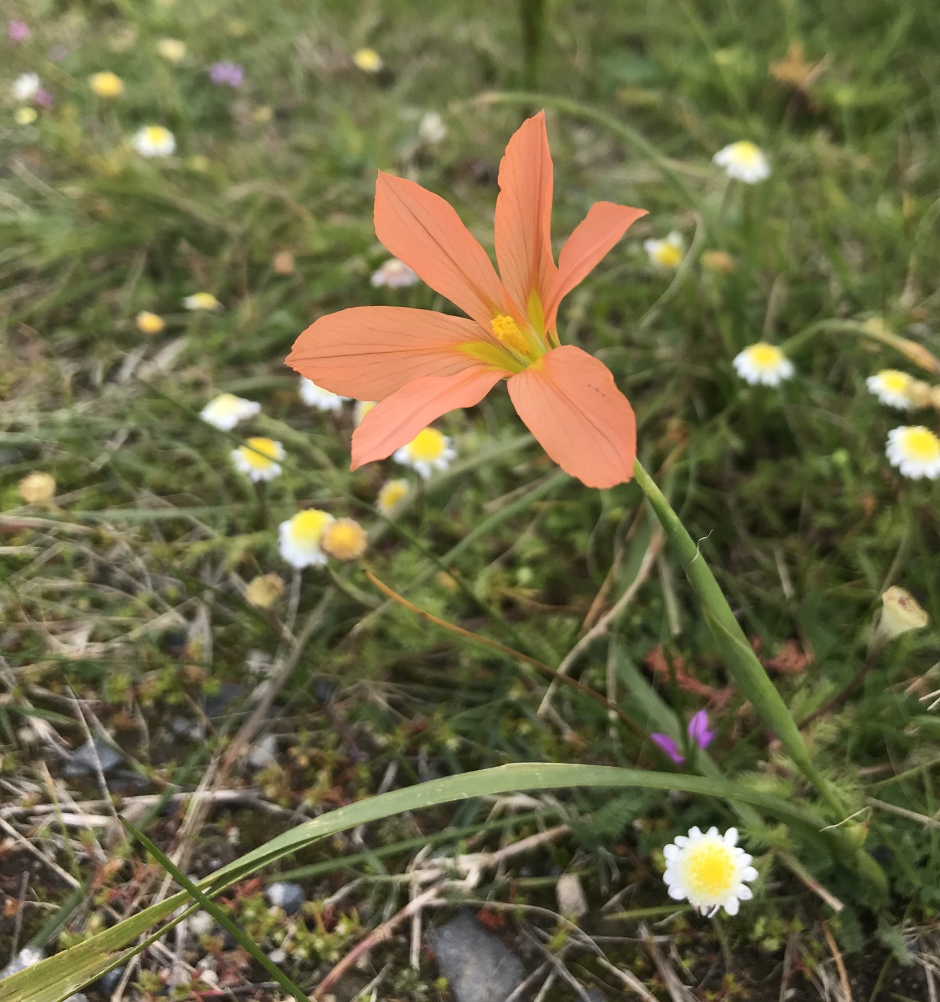 Moraea collina Thunb.