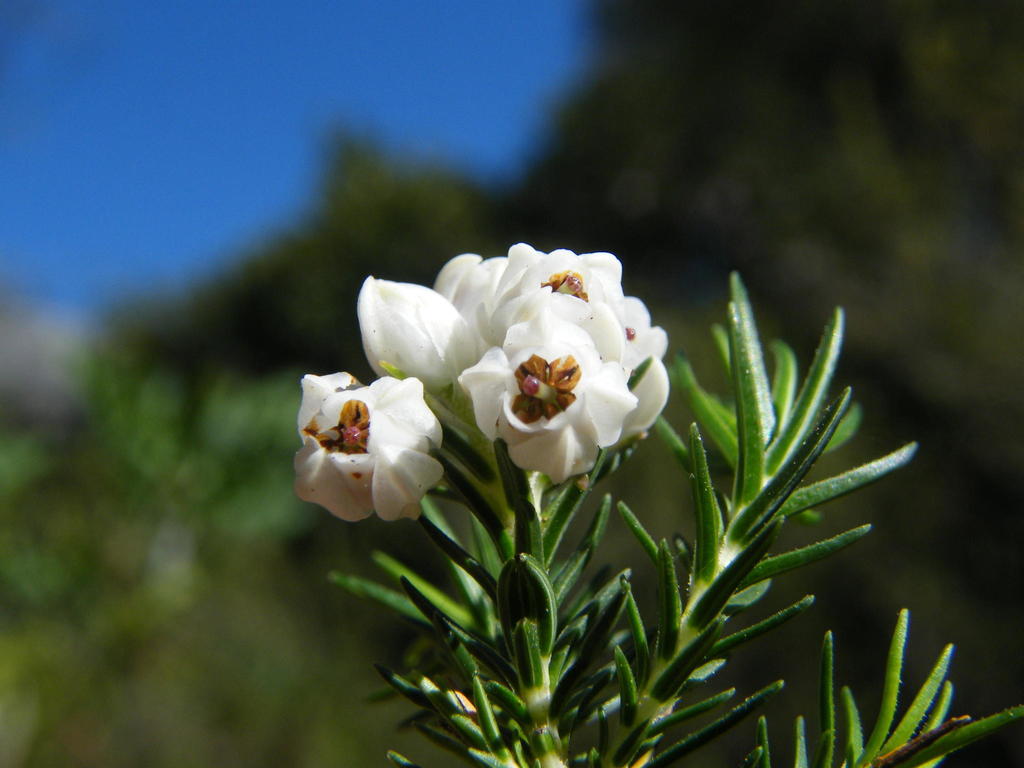 Bearded Heath (Trees of the Cape Peninsula) · BioDiversity4All