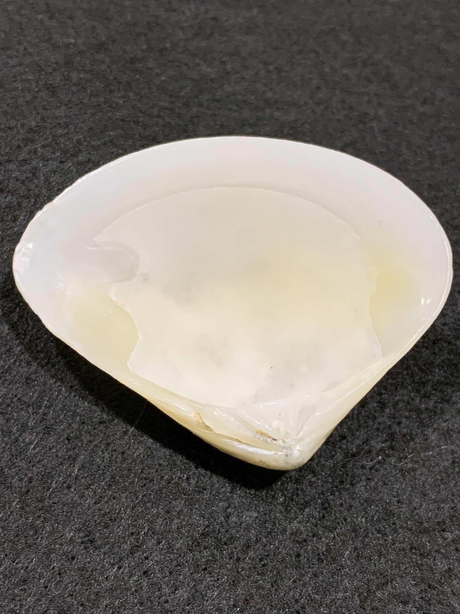 Gomphina undulosa (Lamarck, 1818)