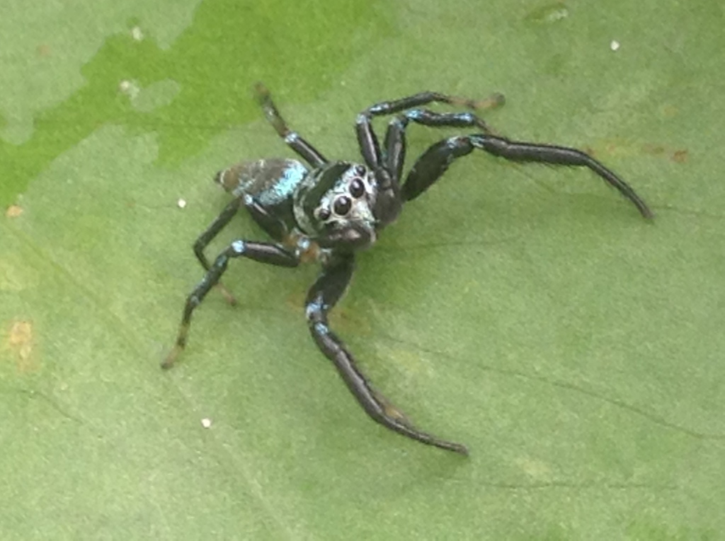 Metallic blue jumper (Spiders of Karnataka) · iNaturalist