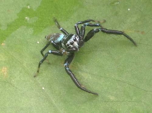 Metallic blue jumper (Spiders of Karnataka) · iNaturalist