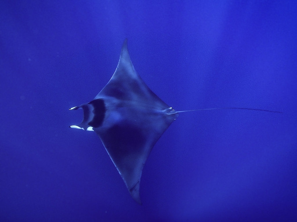 Spinetail Devil Ray (Mobula mobular) - Marine Life Identification