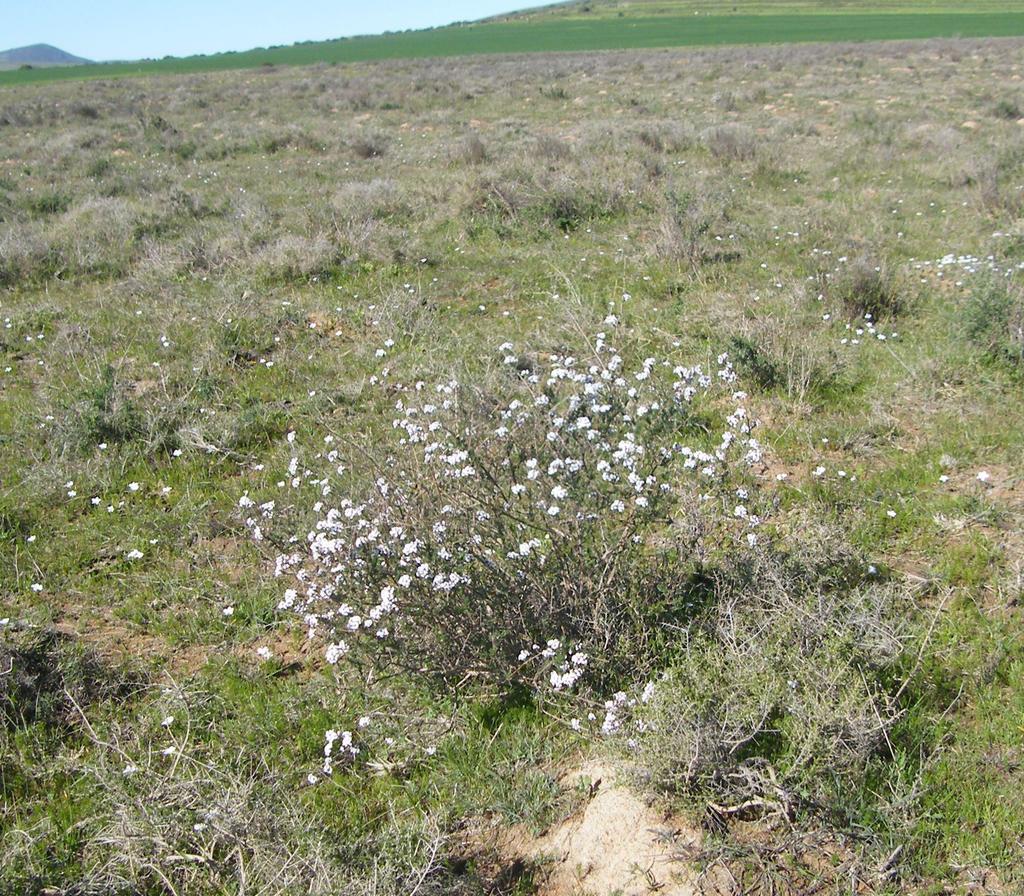 Cape Snow Bush (Plants of the Tygerberg Nature Reserve) · iNaturalist