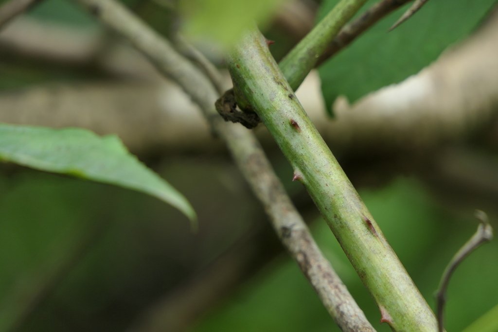 Indian Three-leaved Yam (Dioscorea hispida) - Botanical Realm