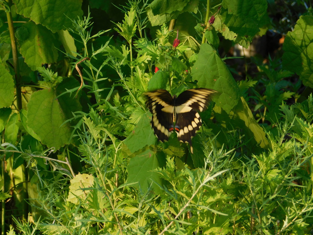 Eastern Giant Swallowtail from Central Arlington, Arlington, TX, USA on ...
