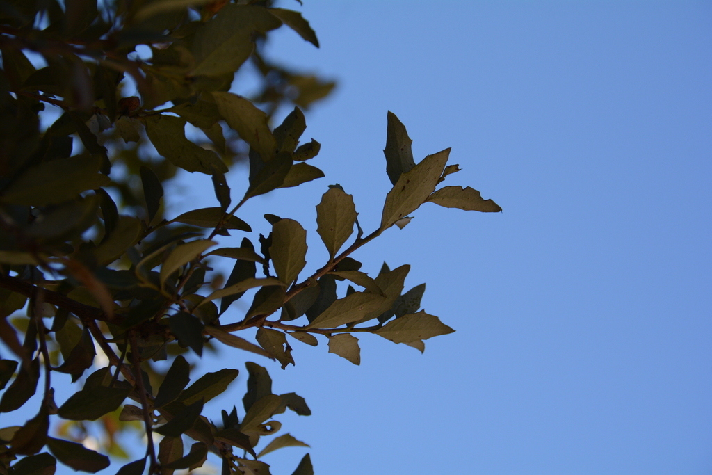 Koko Tree from Krugersdorp, South Africa on August 29, 2021 at 11:49 AM ...