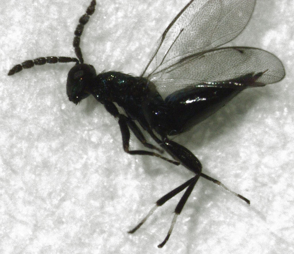 Sympiesis sericeicornis from Albert Park, Auckland Central on February ...