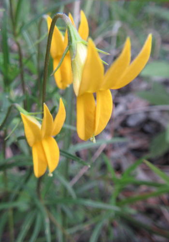 Natal Oneye (Monopsis belliflora) · iNaturalist