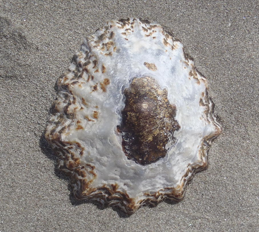 Granite Limpet (Rocky Shores of Algoa Bay) · iNaturalist